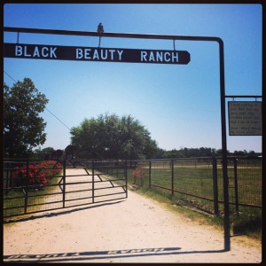 Trip pix: Cleveland Amory Black Beauty Ranch, Murchison, Texas – Next ...